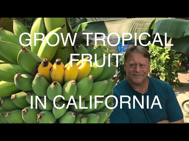 Fruits Grow In California TREES, PLEASE! California Rare Fruit Growers