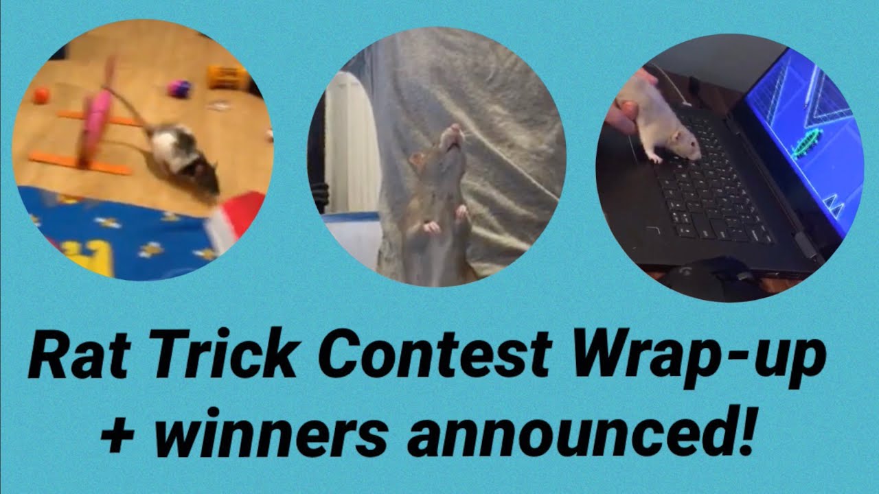 Rat Trick Contest Wrap-Up - YouTube