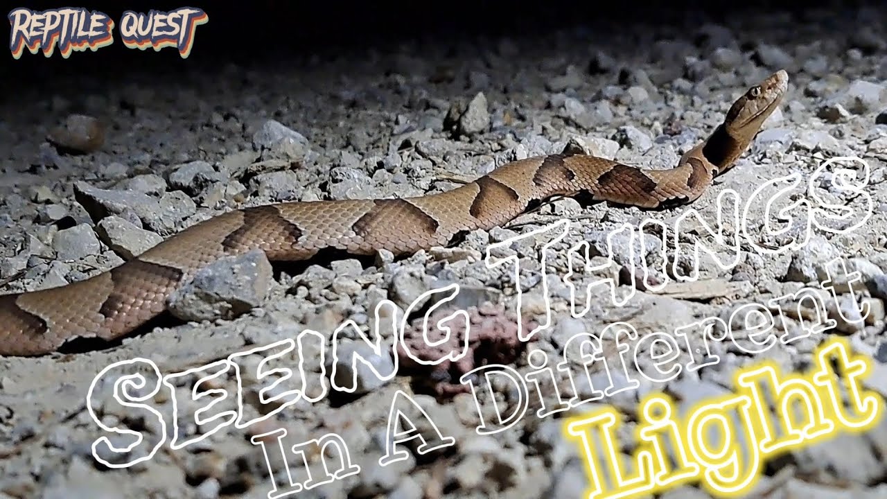 Finding snakes in the sweltering heat of Humble Texas ☆ And seeing ...