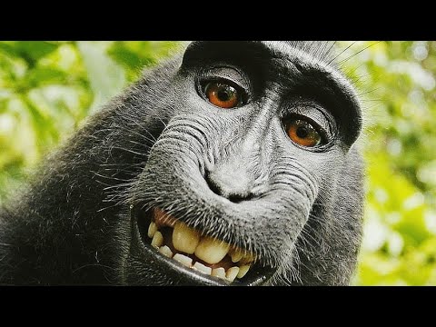 Rappelz - Monkeys Twerking - YouTube