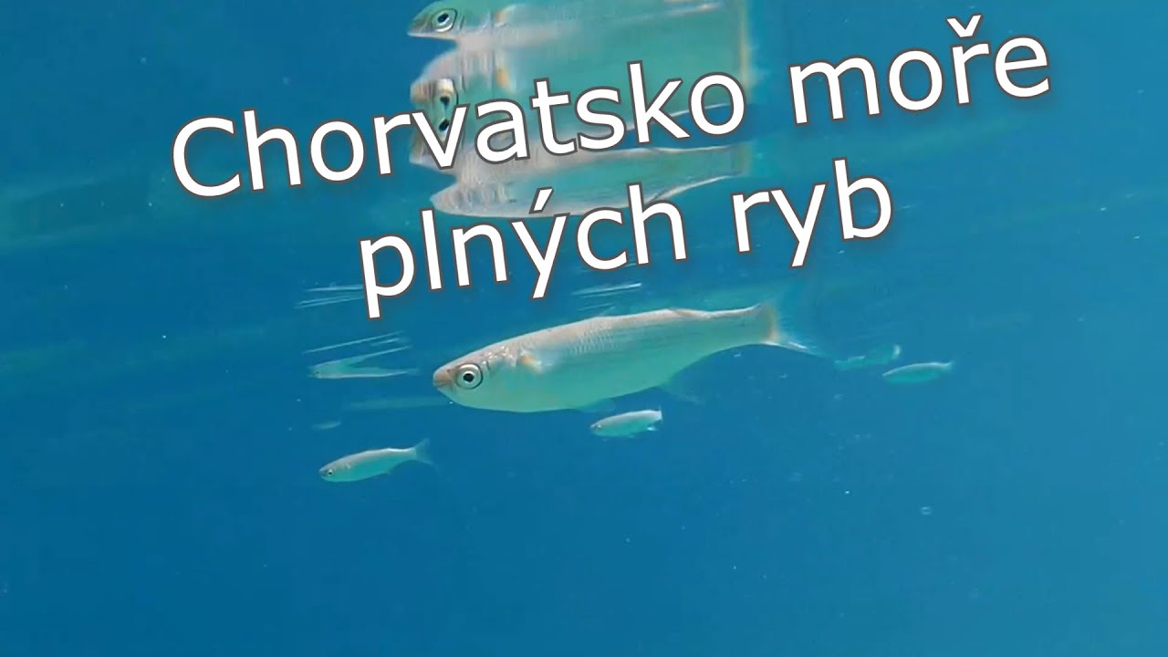 Chorvatsko moře plných ryb - YouTube