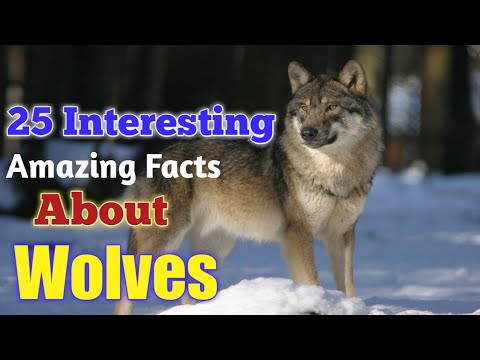 Top 25 Interesting Facts About Wolves|| Amazing Facts About wolves In ...