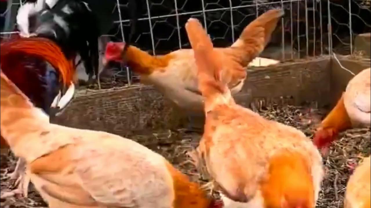 Red Falcon Gamefarm - YouTube