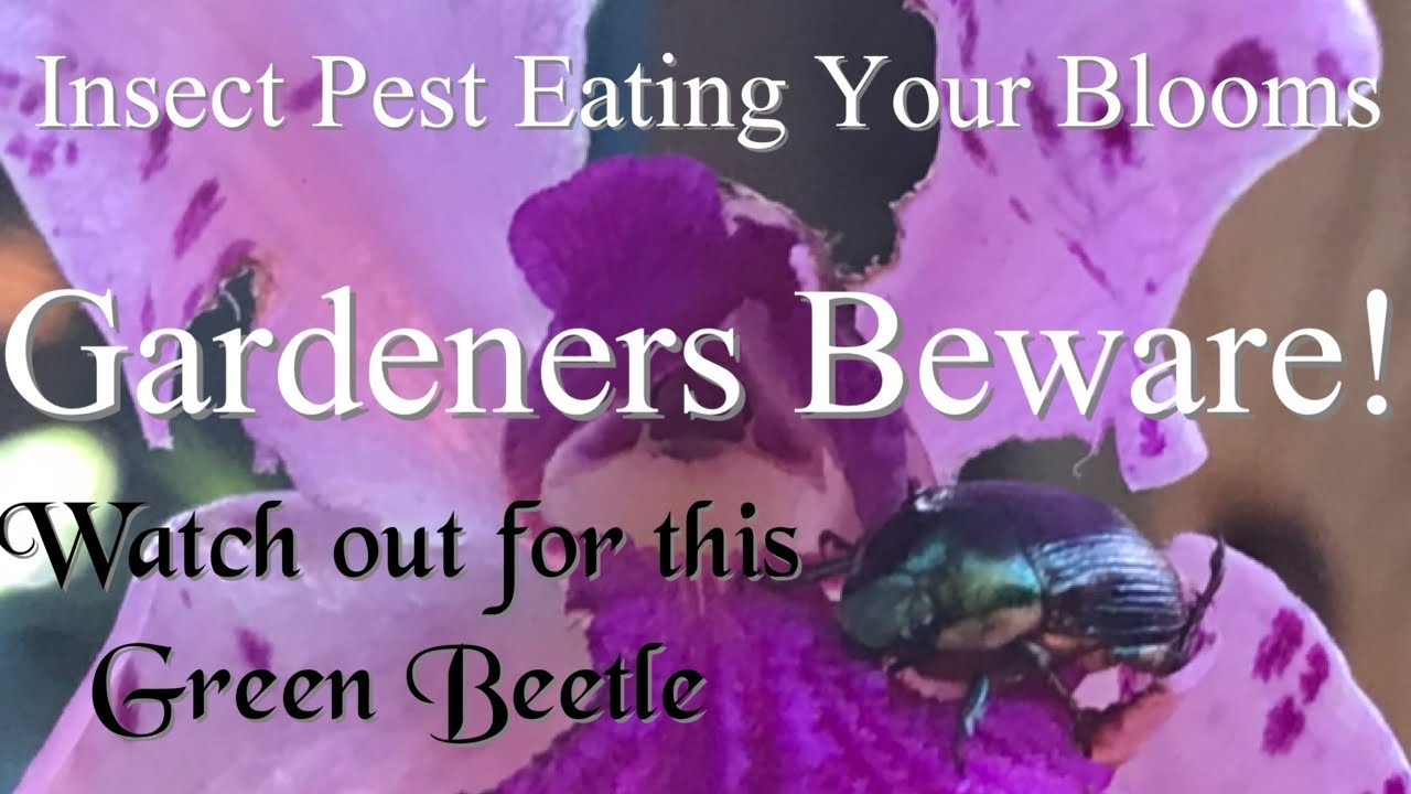 Insect Pest Eating your Orchid Blooms - YouTube