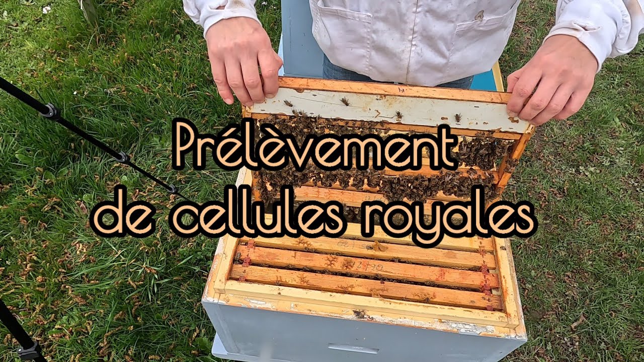 18 Avril 2023 Prélèvement de cellules royales - YouTube