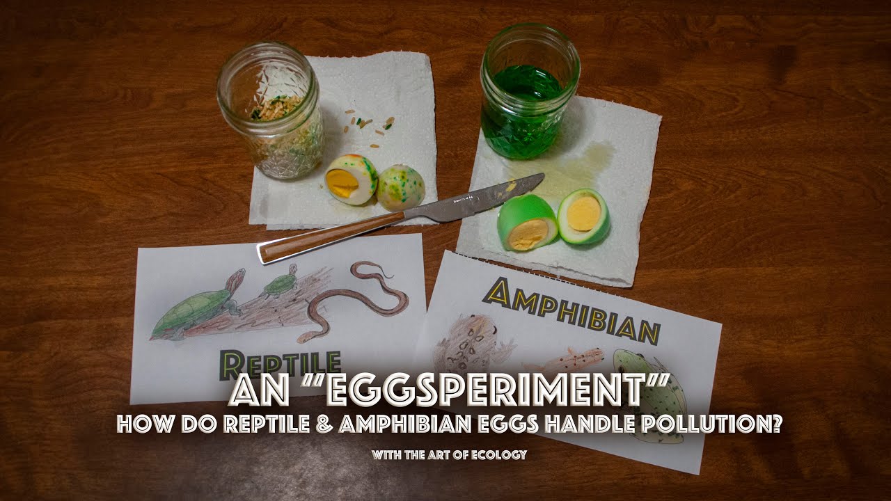 Reptile and Amphibian Eggs vs. Pollution Object Lesson - YouTube