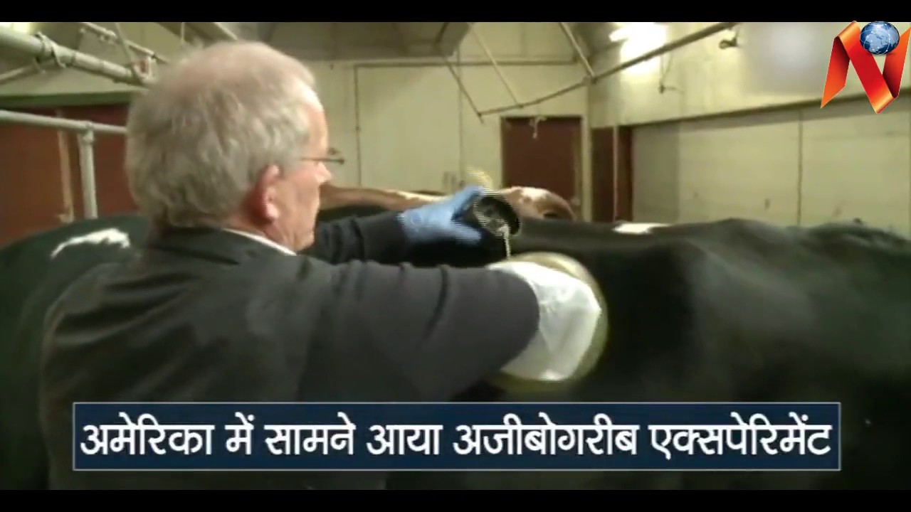 Fistulated Cow in America - YouTube