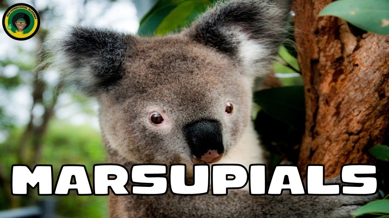 Marsupials Facts About Marsupials YouTube marsupials-facts-about-marsupials-youtube
