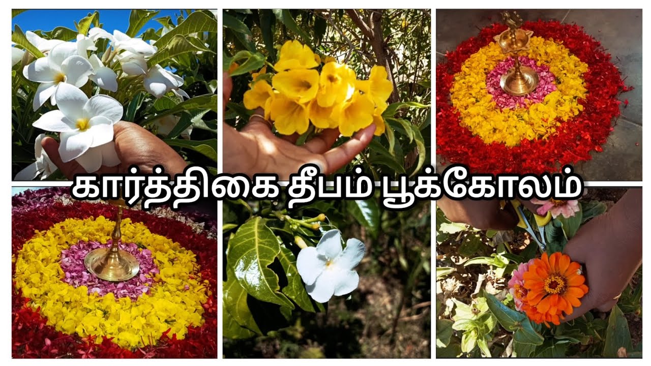 நம்ம தோட்டத்து பூக்களை வைத்து அழகிய பூக்கோலம்🌺 போடலாம் வாங்க🥳 ...