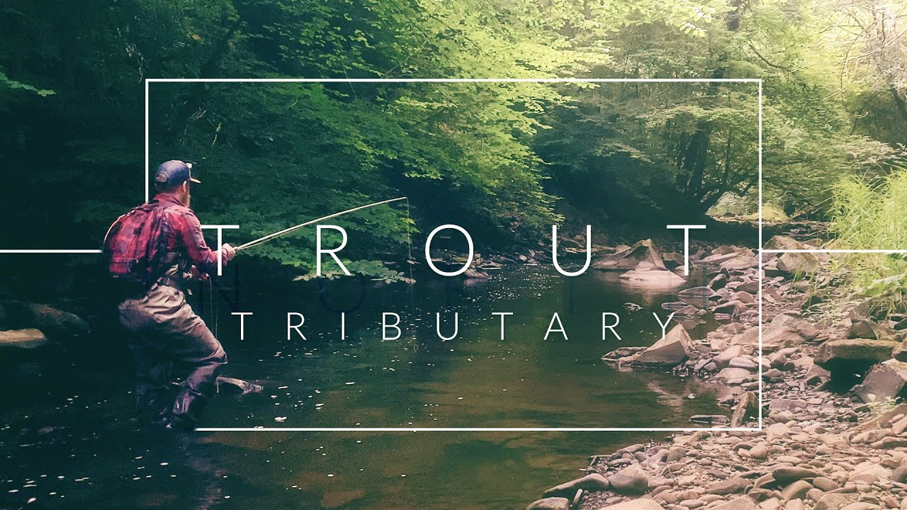 Small Stream Fly Fishing for Trout Scotland | Pheasant Tail Nymph ...