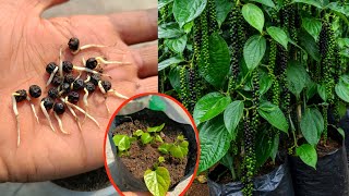 How to grow black pepper plant at home very easy way 