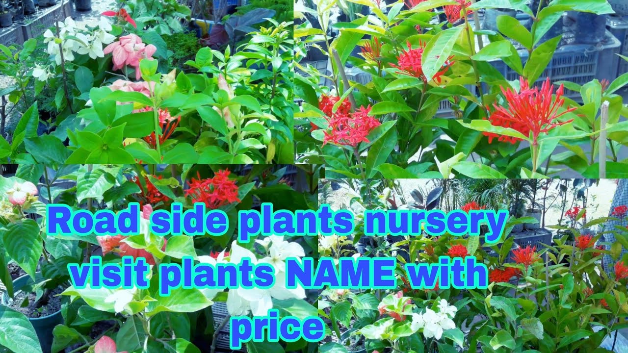 #road side plants nursery visit plants name with price - YouTube