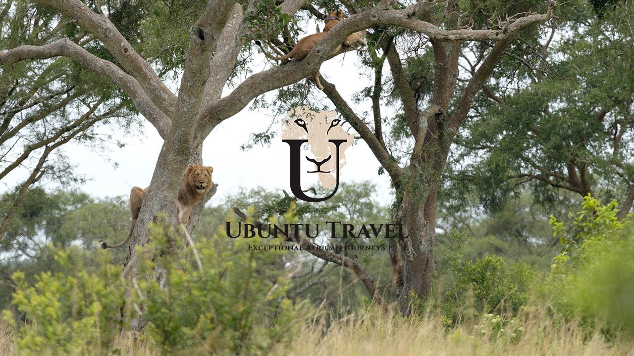 Tree-Climbing Lions | Queen Elizabeth National Park | Uganda - YouTube