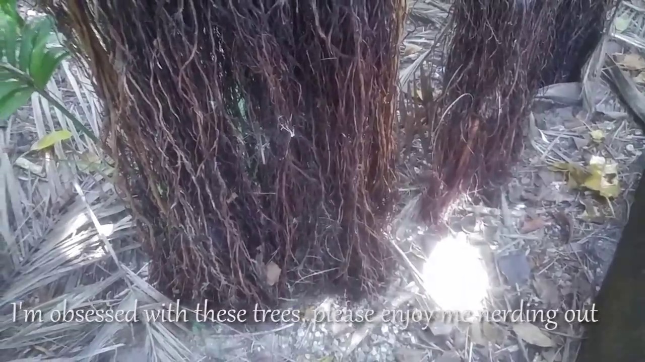 Lord Howe Island: Banyan Trees Part 5 - YouTube