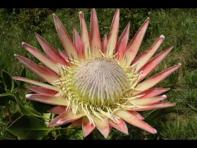 African Plant Names