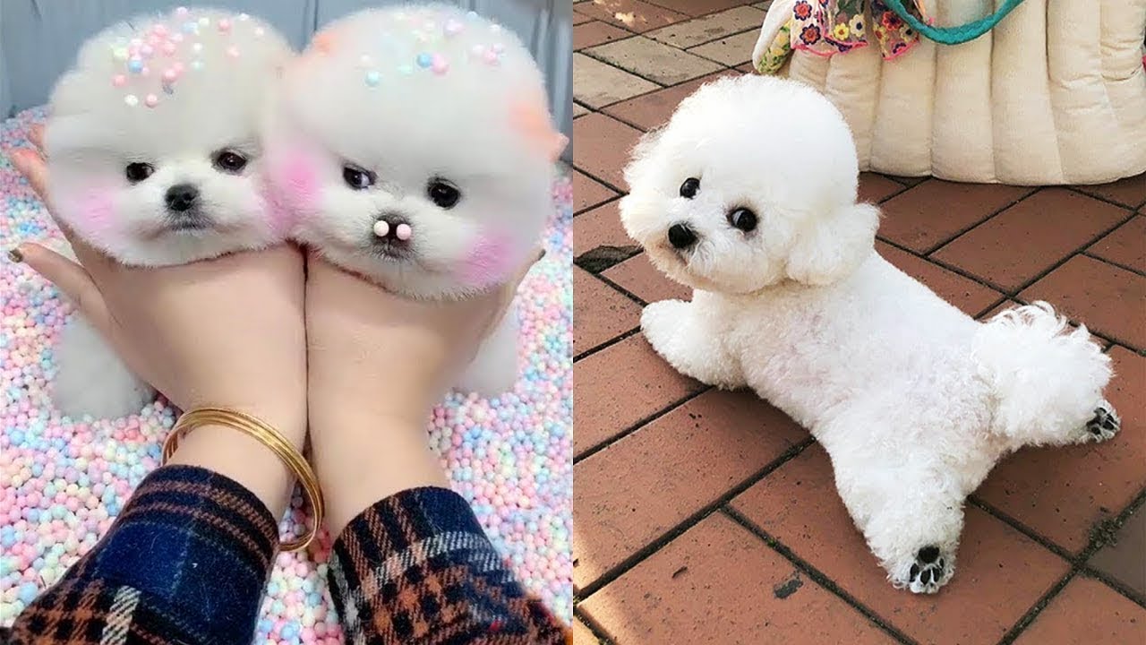 Awesome Funny Pet Animals Videos | Cute and Funny Animals Videos🐶🐕 ...