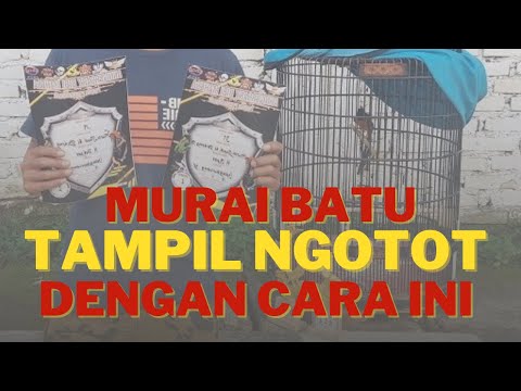 Cara Mengatasi Murai Batu Kurang Ngotot atau Ngetem saat Main