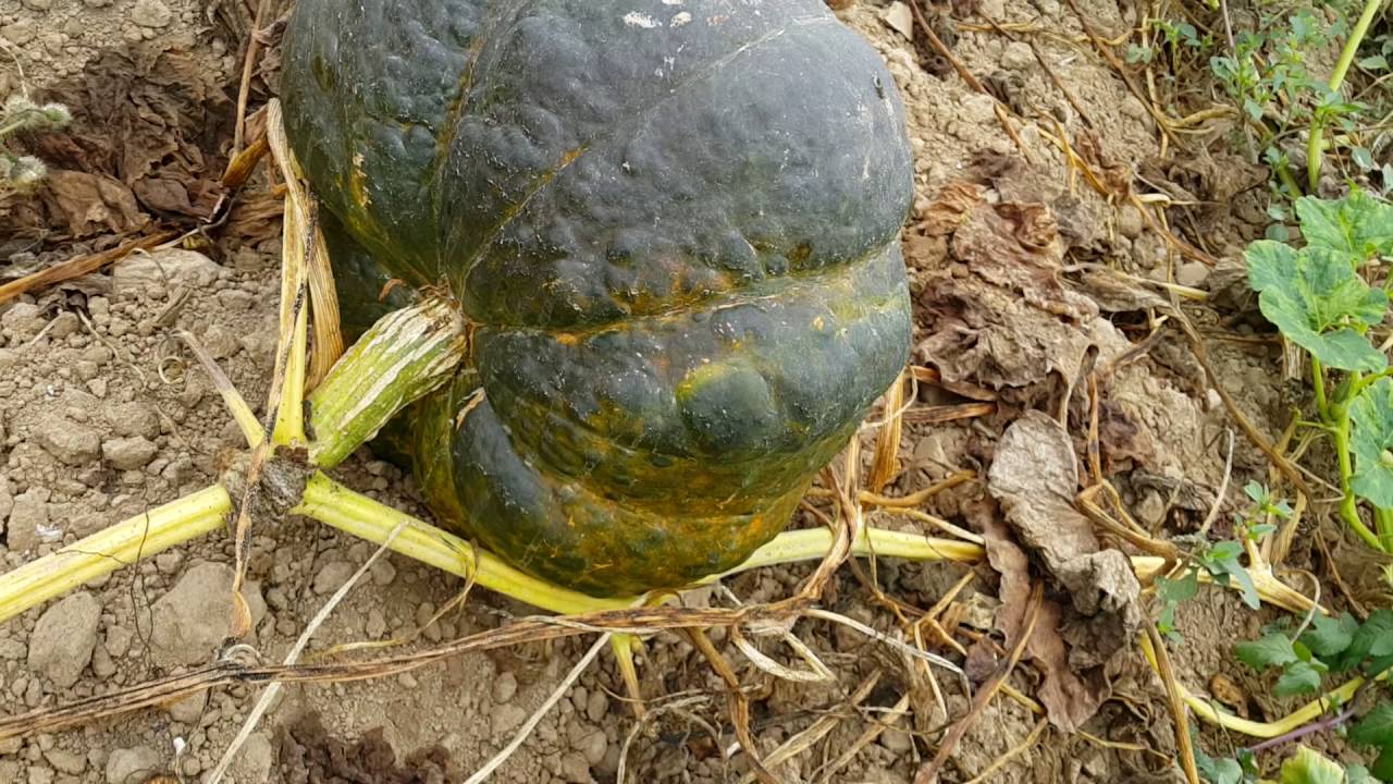 Virus en zapallo - YouTube