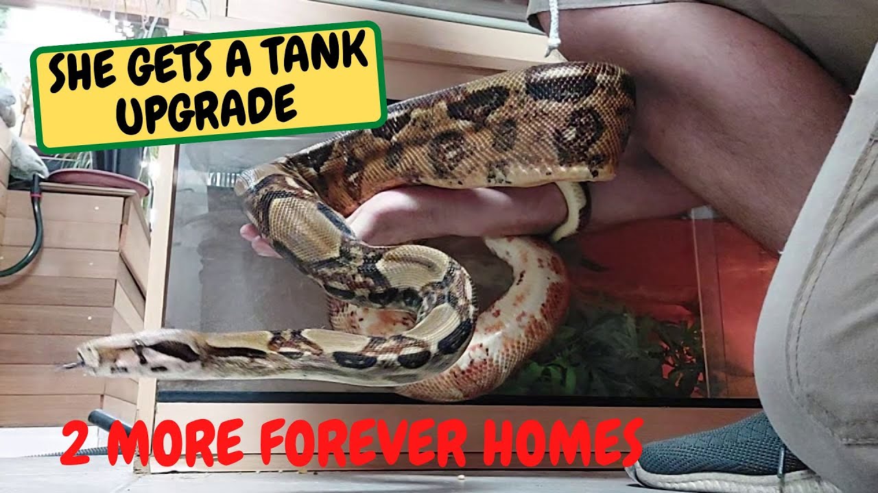 Rescue Boa Gets A Tank Upgrade, Two More Forever Homes (Snake Island ...