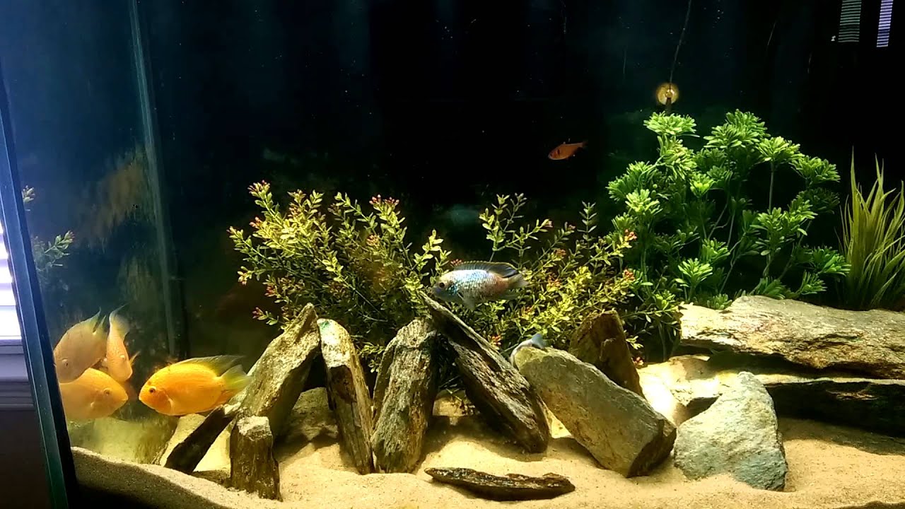 Blue acara and red severum - YouTube