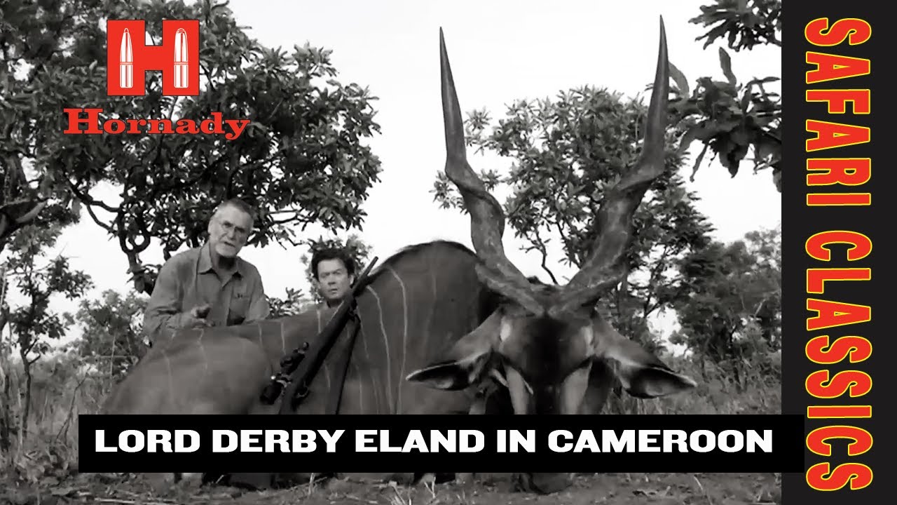 Savannah Pursuit: Hunting Lord Derby Eland and Buffalo in Cameroon ...