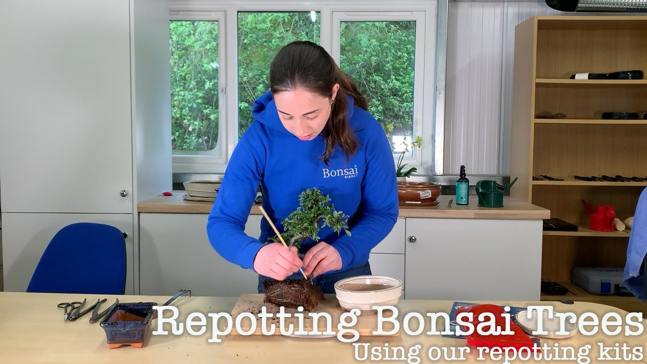 Repotting Bonsai trees - Step by step tutorial - YouTube