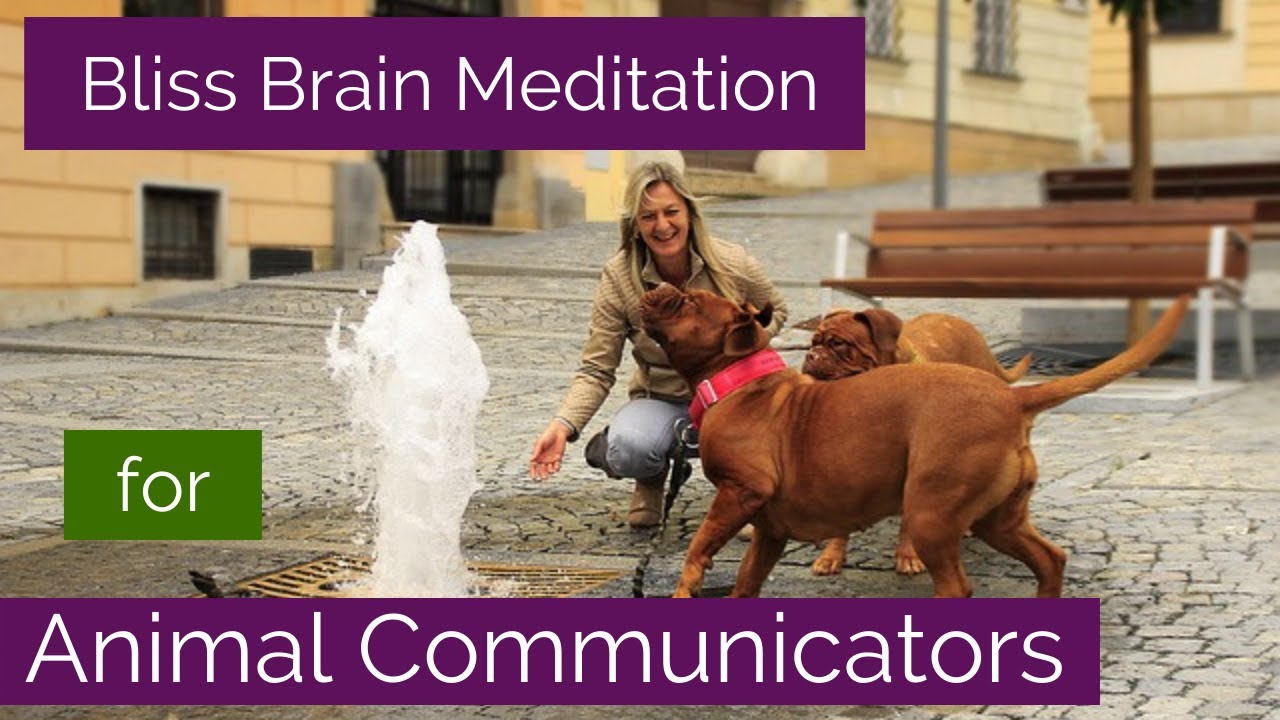 Bliss Brain Meditation for Animal Communicators and Healers - YouTube