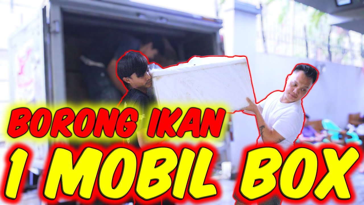 1 MOBIL FULL IKAN PREDATOR DAN TANKMATE NYA !!! - YouTube