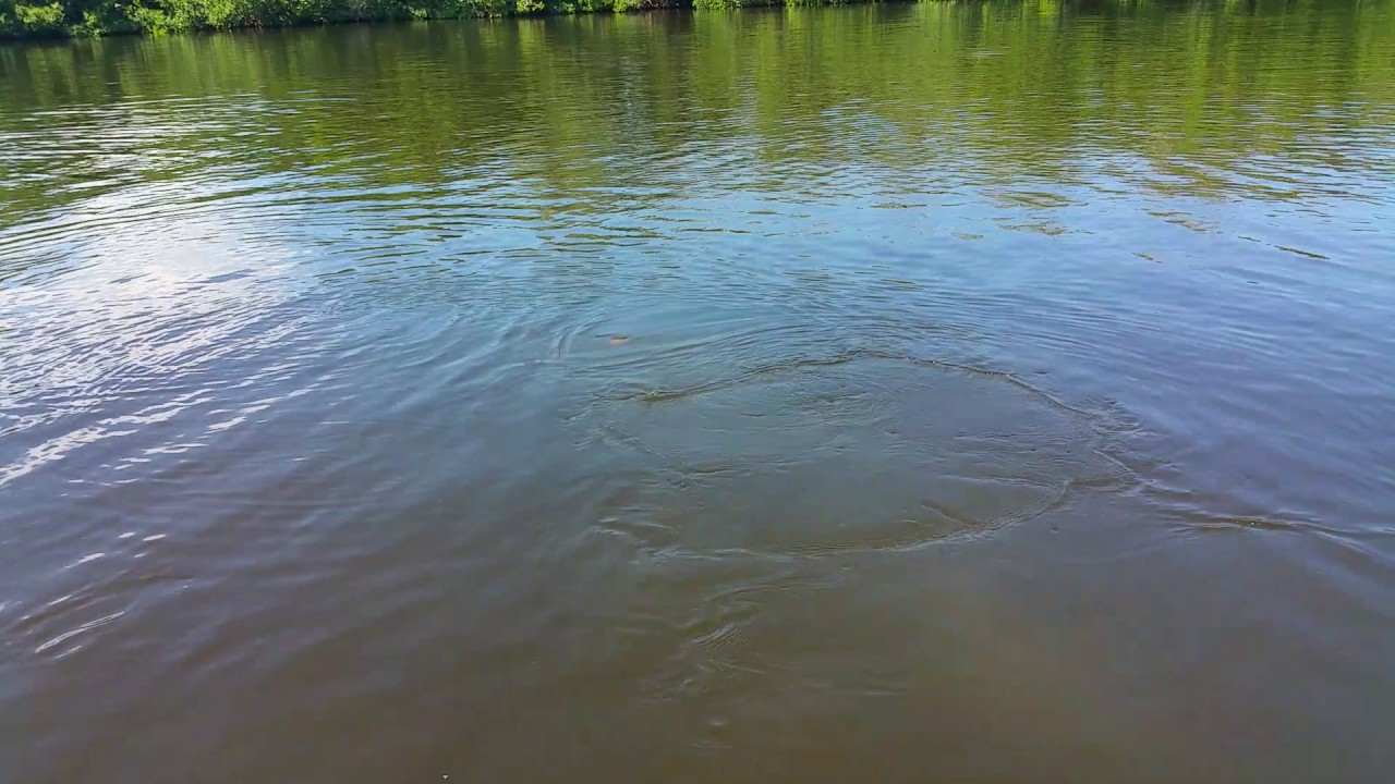 Paddle Boarding with manatees along with Siesta Key Bike and Kayak ...