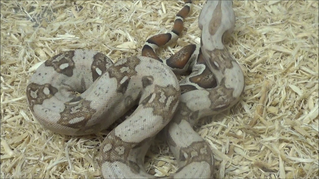 2017 male VPI T+ 66% poss het Sharp Snow Boa - YouTube