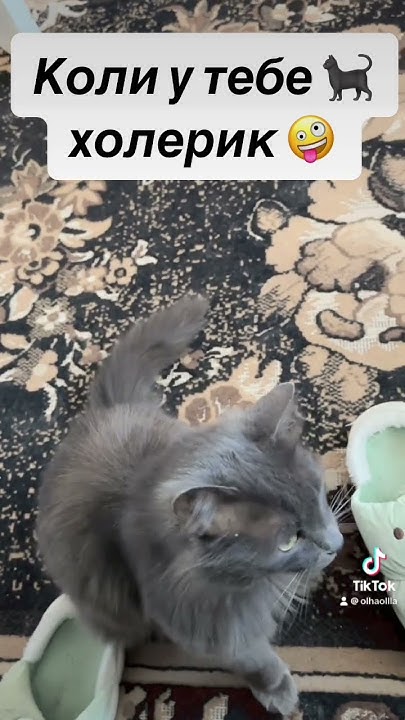 Кіт думки вголос😺 смішно рекомендации Cat рекомендації юмор