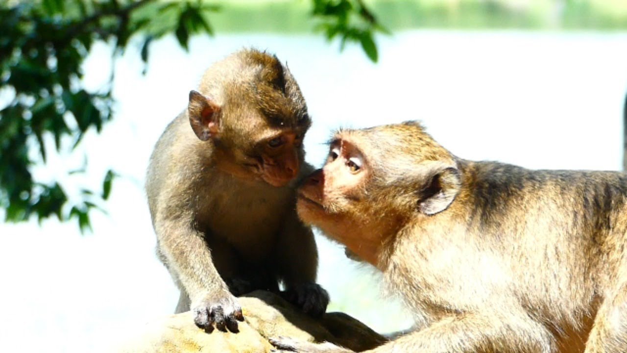 Wow monkey Patty really Love baby Monkey Lucas very much ! - YouTube