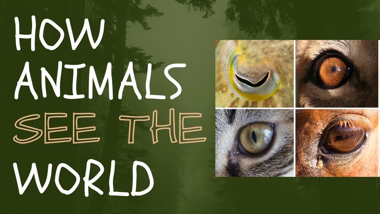 Exploring Animal Vision: How Animals See the World - YouTube