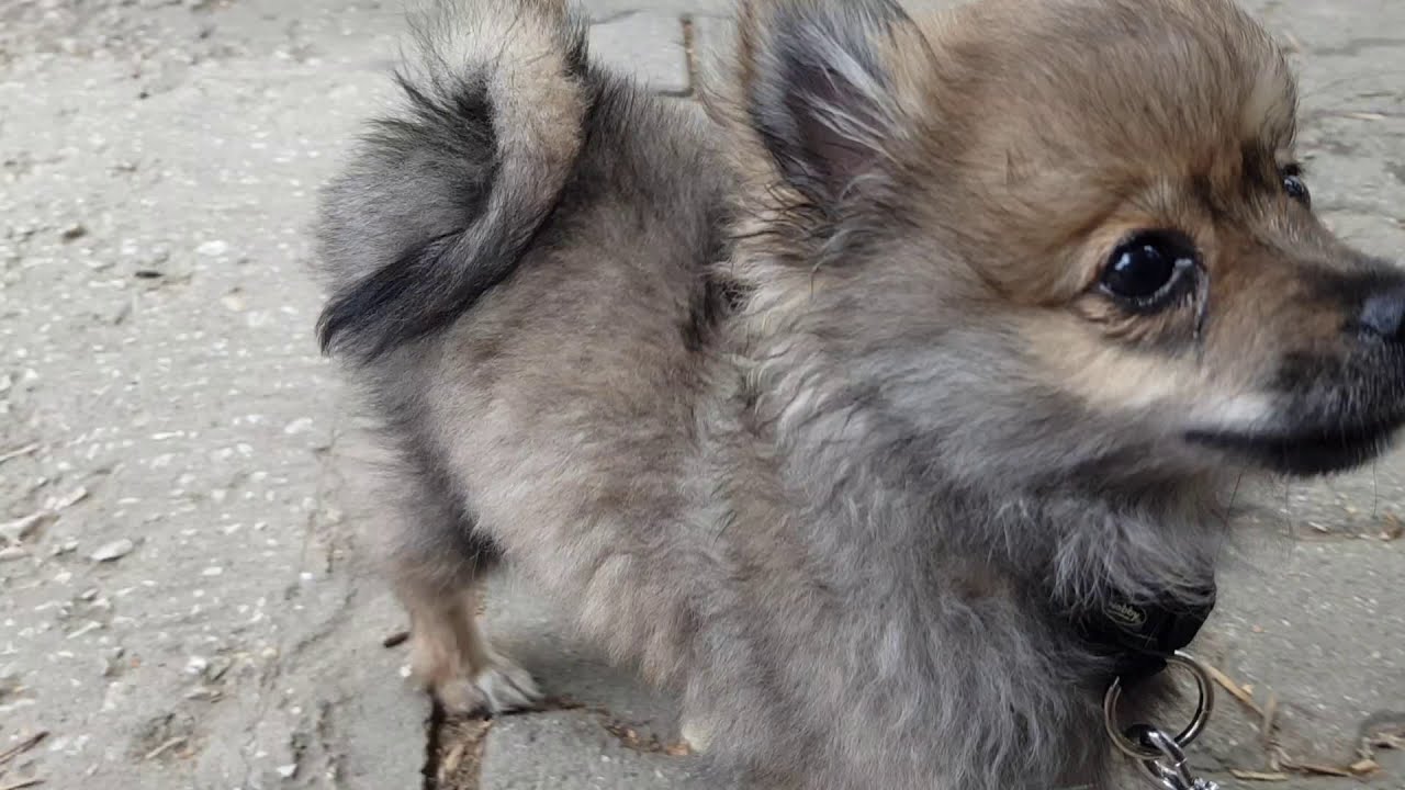 Beautiful German Miniature Spitz Puppies #SikoStudios - YouTube