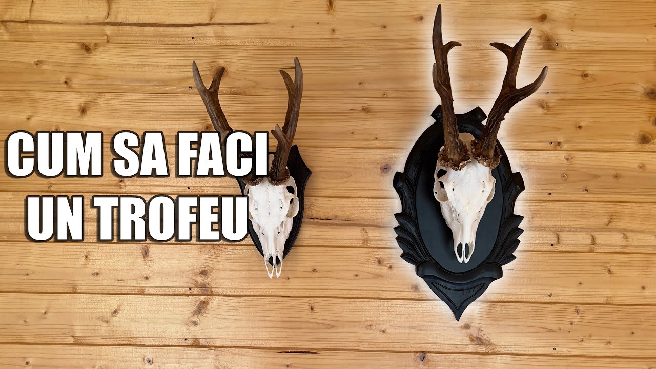 CUM SA FACI UN TROFEU DE CAPRIOR!!!! HOW TO CLEAN A DEER SKULL!!! - YouTube