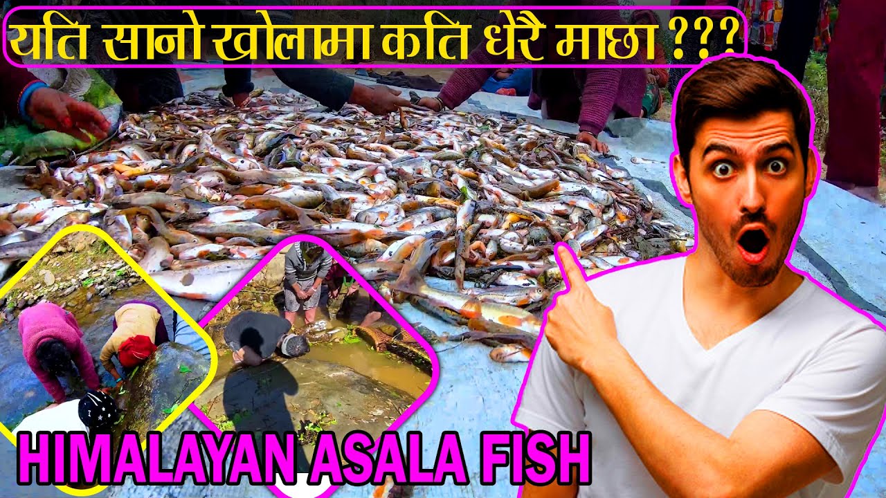 Himalayan Ashala Fishing || गाउँ नै मिलेर माछा मार्दै || यति सानो ...