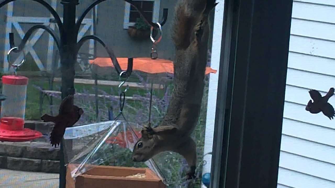 Spider Squirrel - YouTube