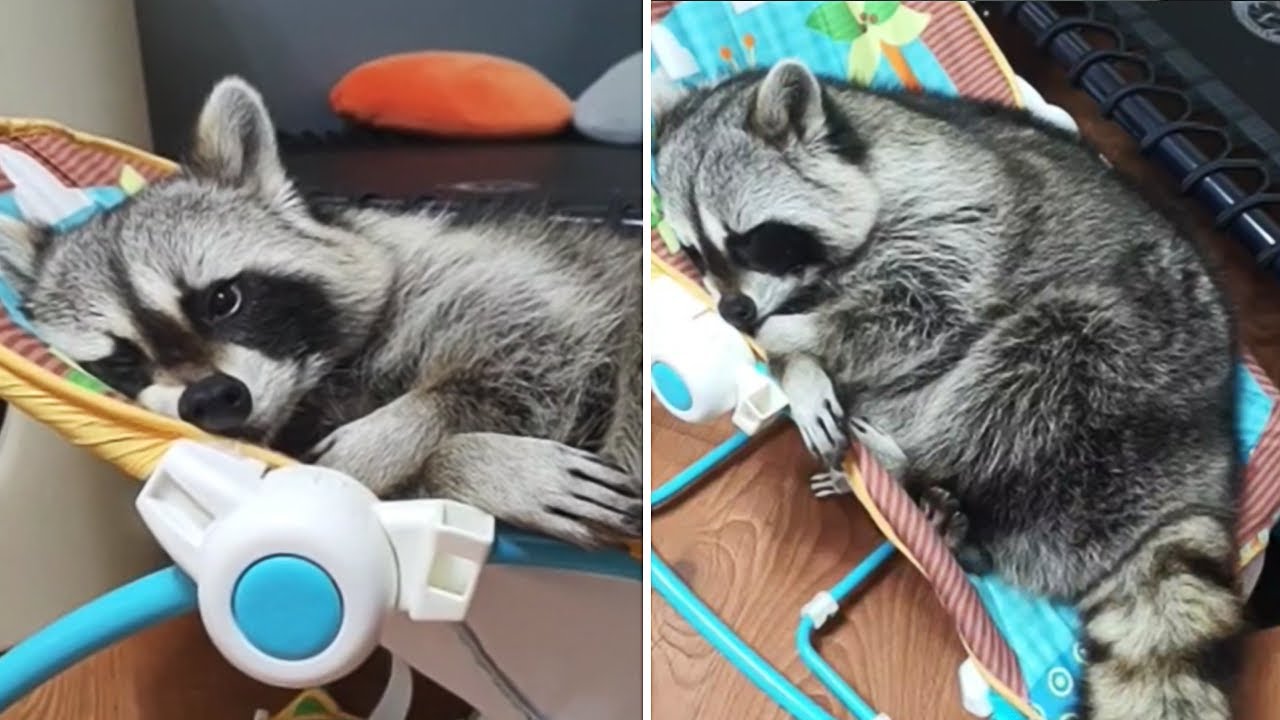 Drowsy raccoon slowly falls asleep in baby's cradle - YouTube