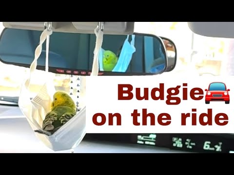 Budgie on car. - YouTube