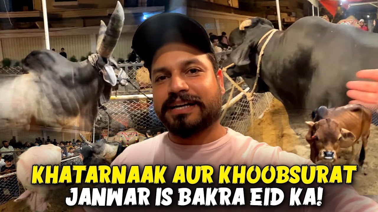 Khatarnaak aur Khoobsurat Janwar is bakra eid ka! - YouTube