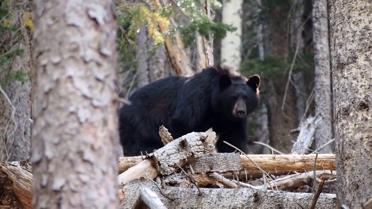 Best Bear Video in the World || HD Video || 2020 || Aftab TV 101 - YouTube