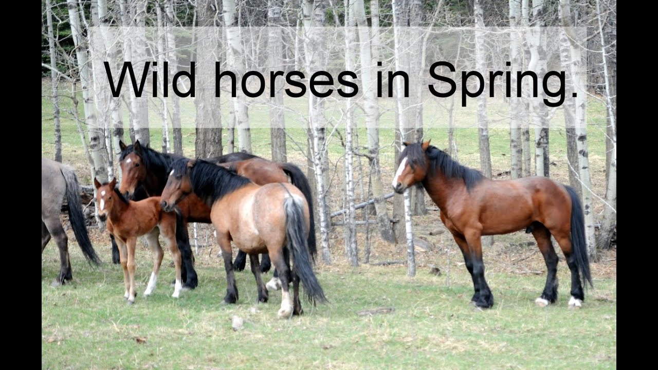 Wild Horses in Spring. - YouTube