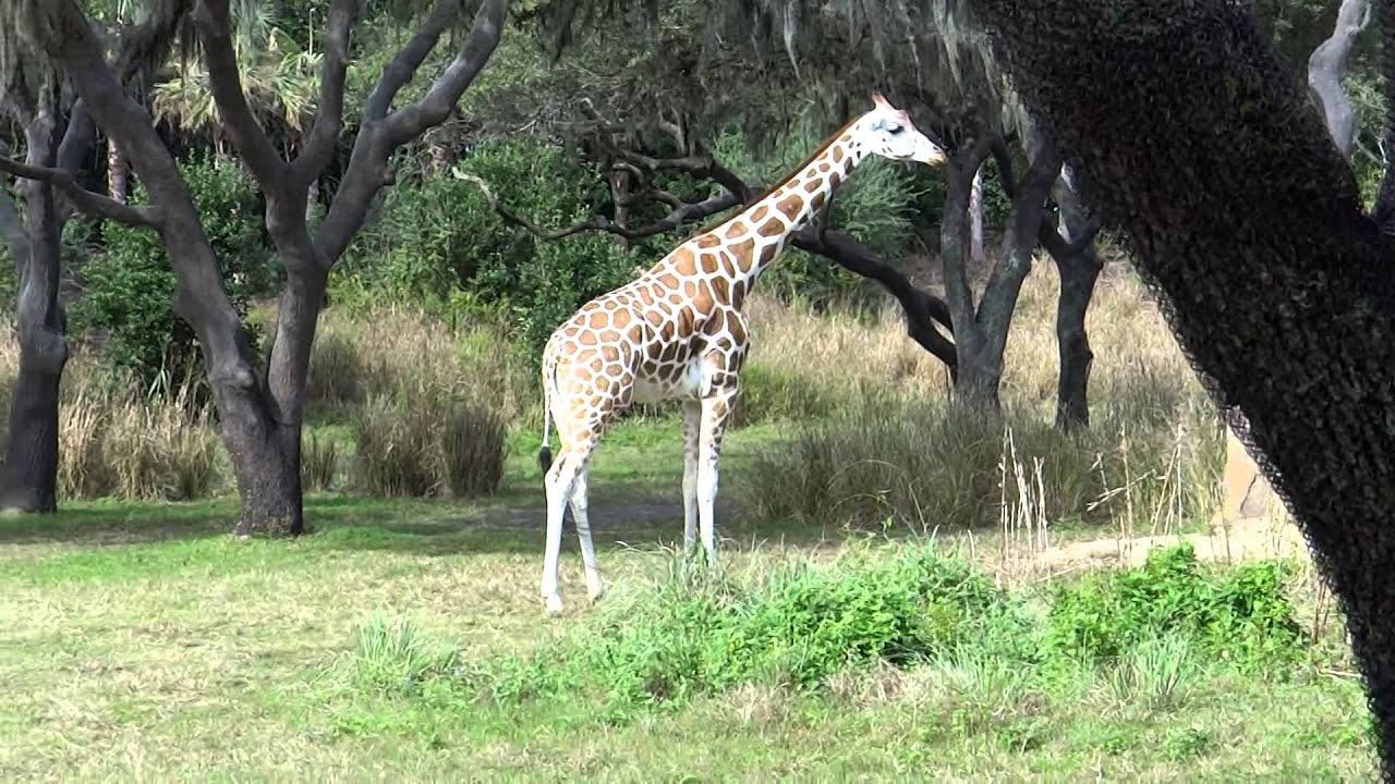 Walt Disney World - Disney's Animal Kingdom - Wild Africa Trek ...