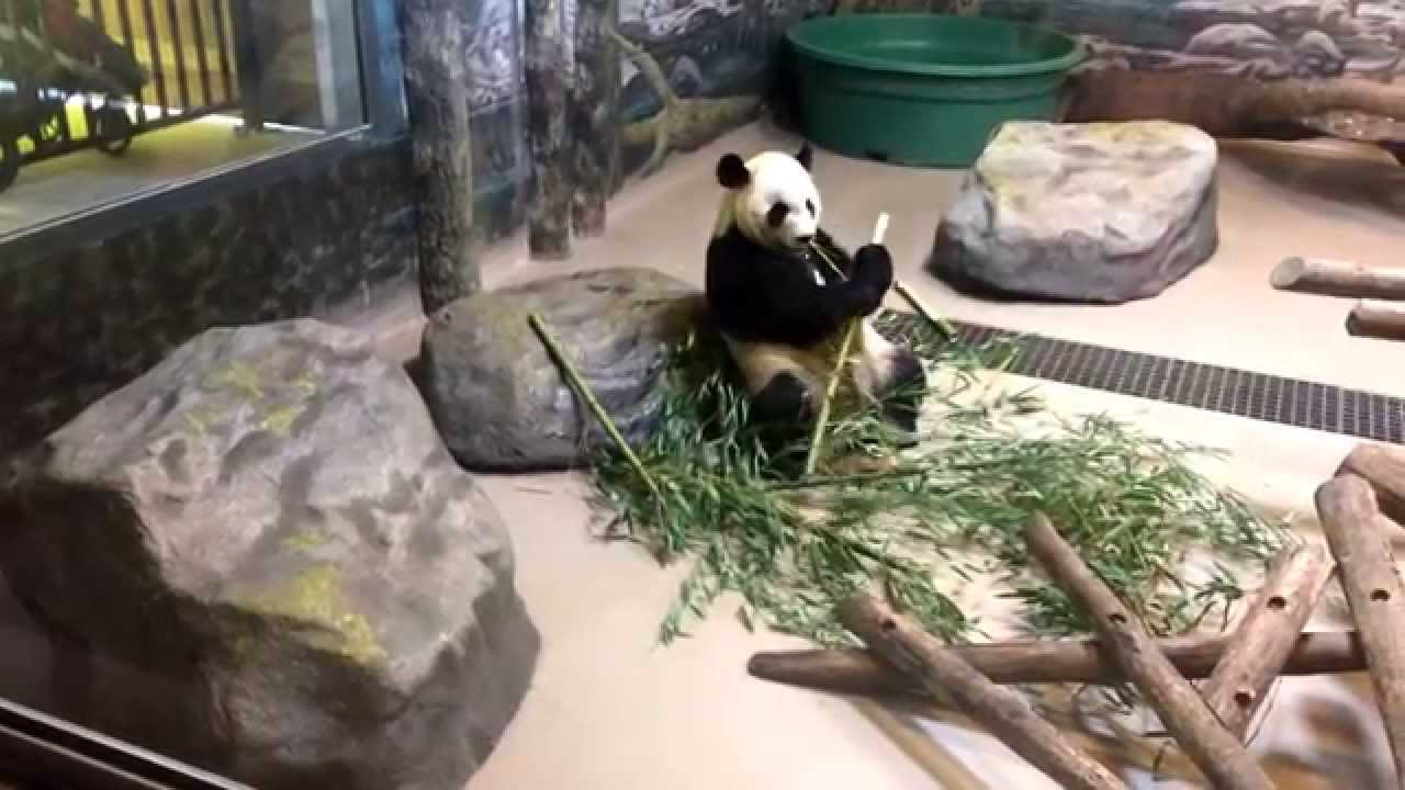 cutest Panda eating a sugar cane HD - YouTube