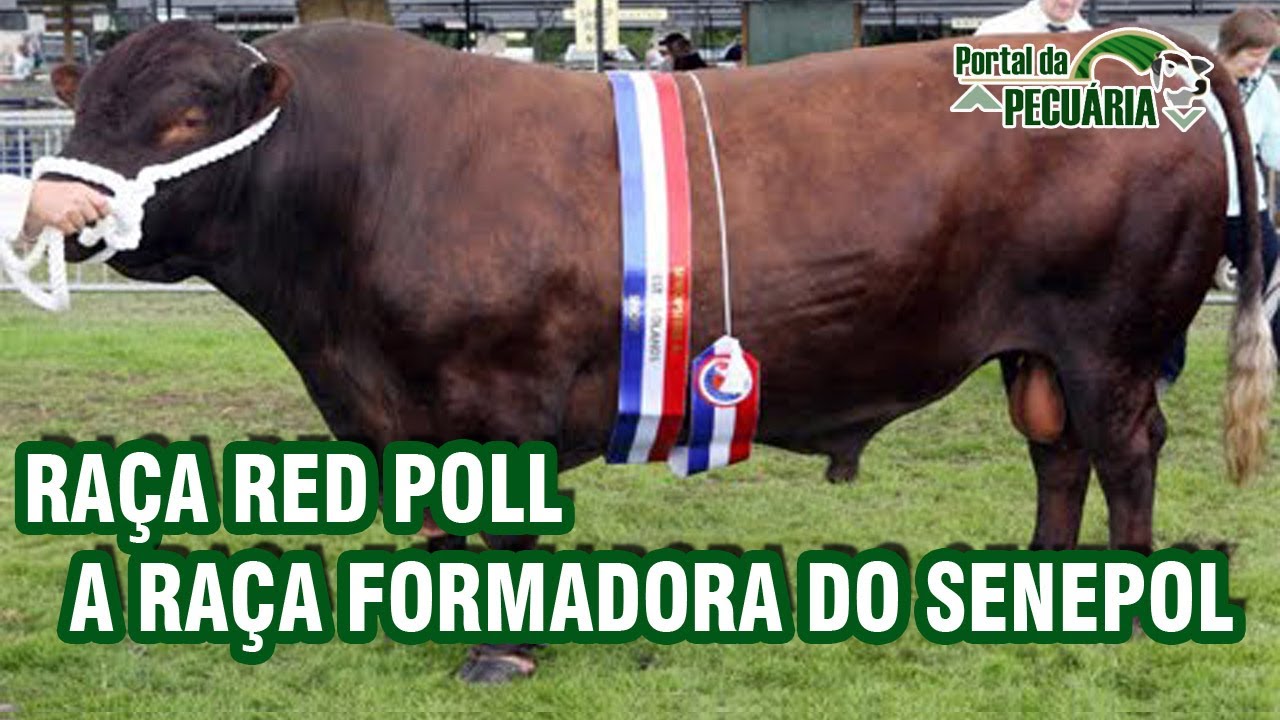 Raça Red Poll. A raça formadora do Senepol - YouTube