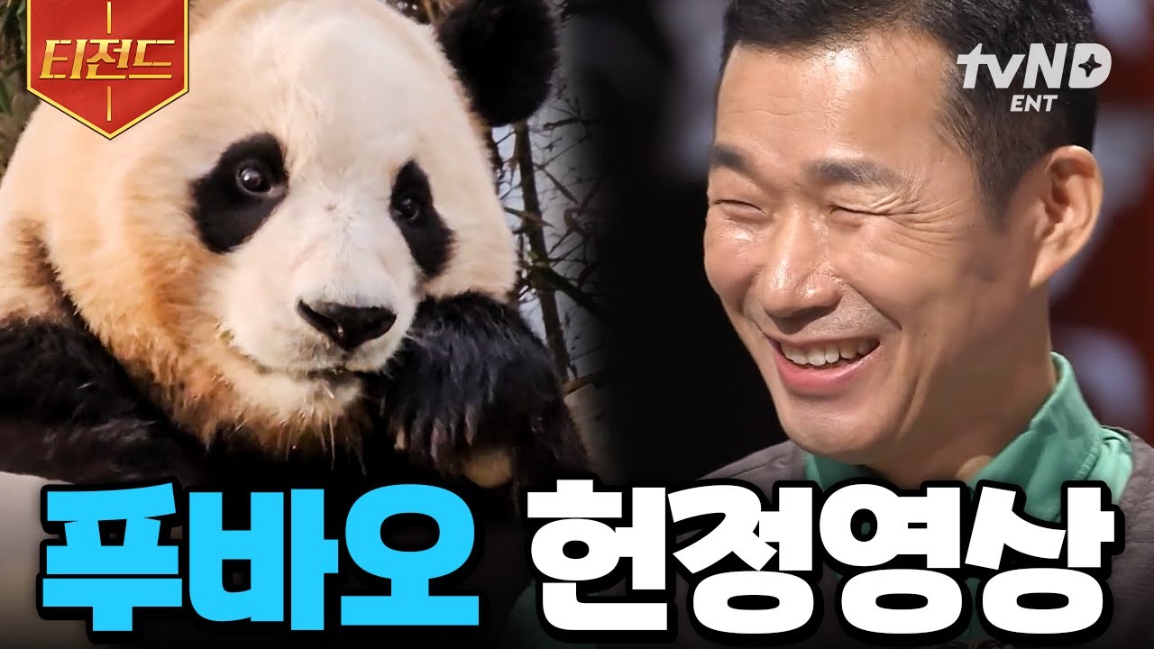 어쩌다어른 푸바옹~ 우리들의 영원한 아기 판다 푸바오의 탄생부터 성장까지 이야기🐼 티전드 Youtube