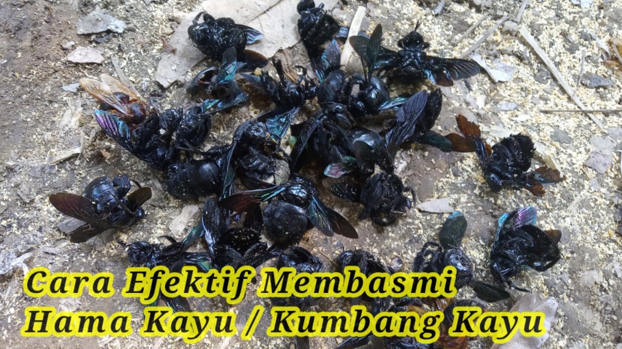 Tutorial | Cara Mencegah Atau Membasmi Hama Kayu | Bubuk Kayu | Kumbang ...