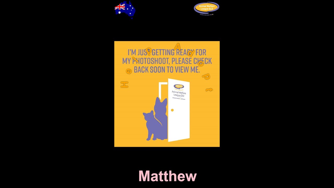 🐾Help adopt Matthew! Dog / Australia / Gold Coast Rehoming Centre ...