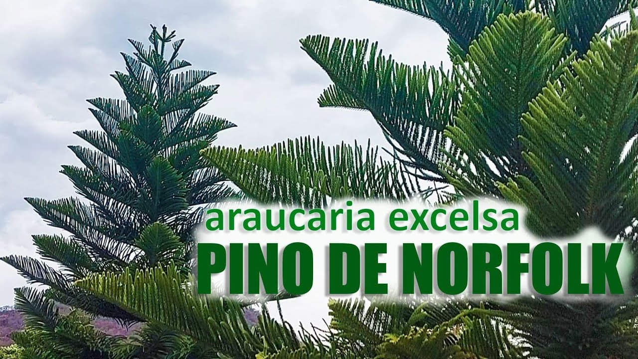Aurucaria excelsa o pino Norfolk, un pino espectacular. ¡CONOCELO ...