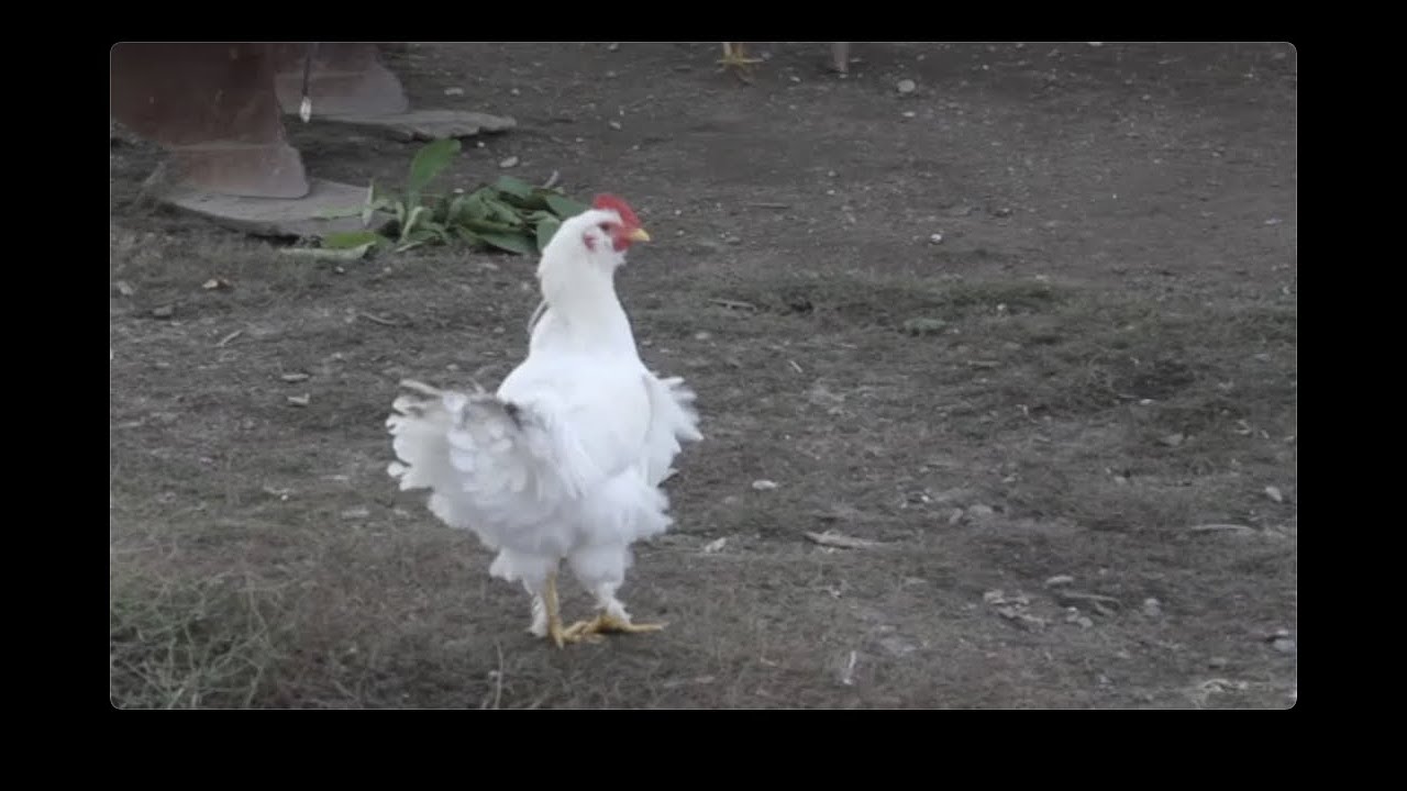 Infinite Chicken (almost) - YouTube